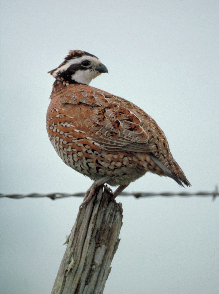 Texas bobwhite quail restoration nets $4M from upland game bird stamp sales