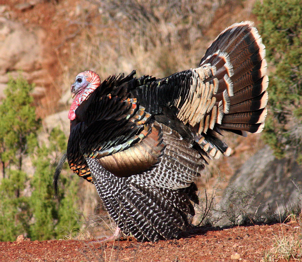How to hunt spring Texas turkey gobblers on a budget